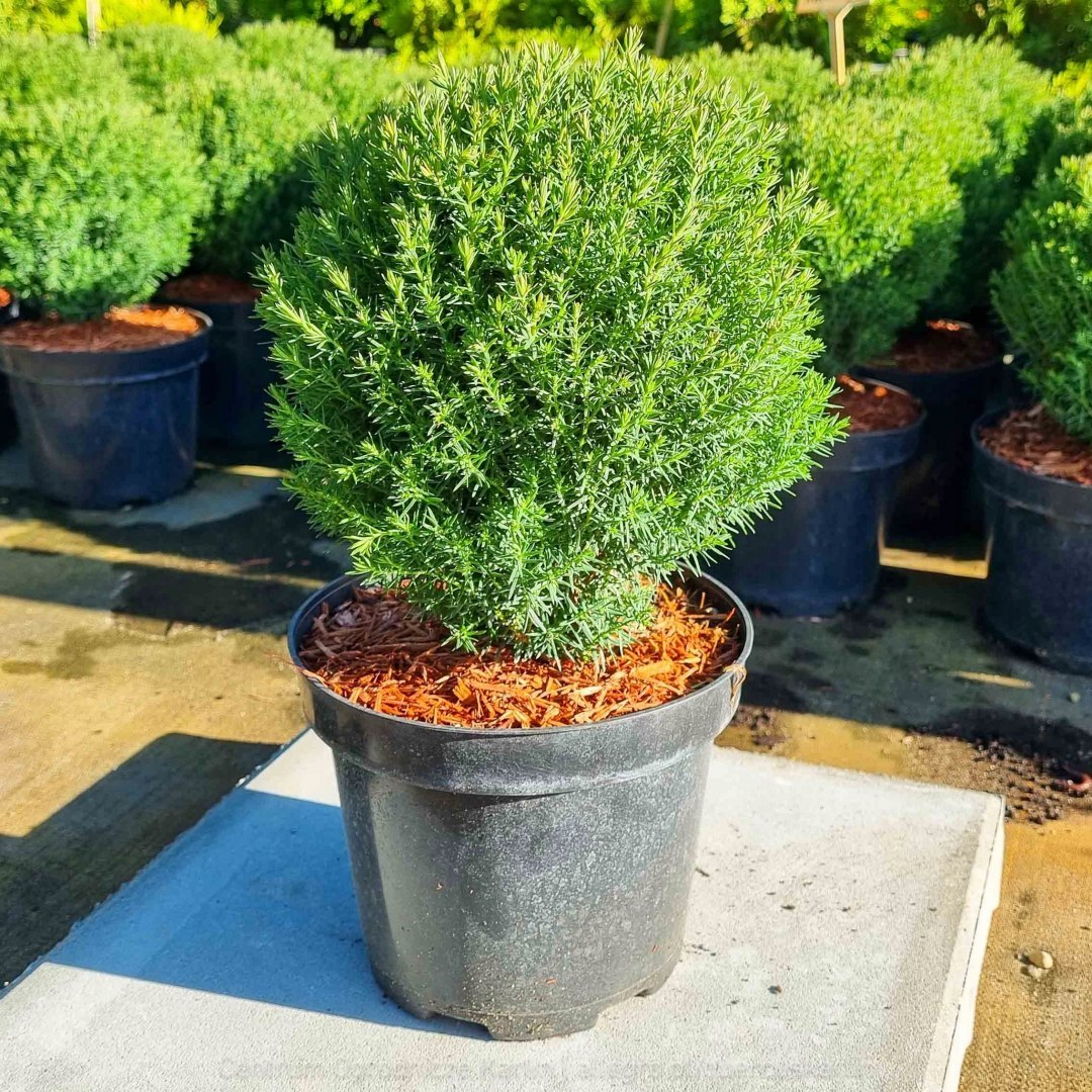 Thuja occidentalis 'Teddy' – HORTEXchange